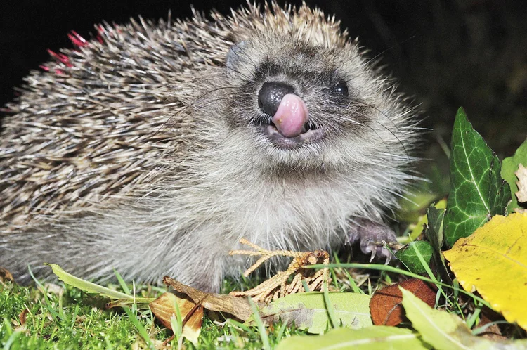 European Hedgehog Facts — SWCC Shepreth Wildlife Conservation Charity