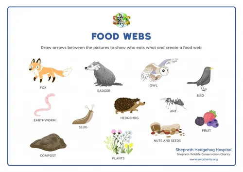 Hedgehog Children Downloadable Activity Sheets — SWCC Shepreth Wildlife ...