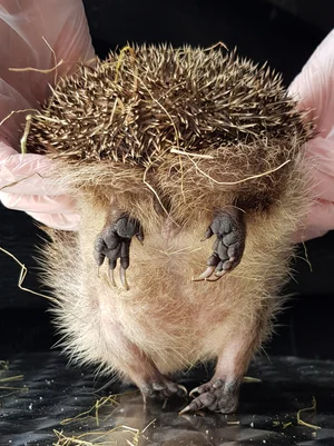 European Hedgehog Facts — SWCC Shepreth Wildlife Conservation Charity
