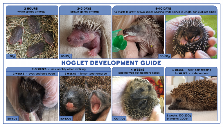 European Hedgehog Facts — SWCC Shepreth Wildlife Conservation Charity