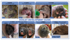 European Hedgehog Facts — SWCC Shepreth Wildlife Conservation Charity