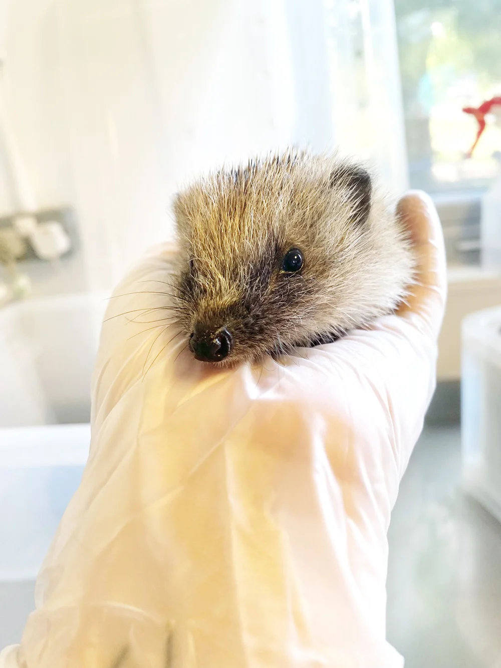 About the SWCC Hedgehog Hospital — SWCC Shepreth Wildlife Conservation ...