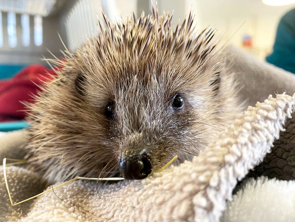 About the SWCC Hedgehog Hospital — SWCC Shepreth Wildlife Conservation ...
