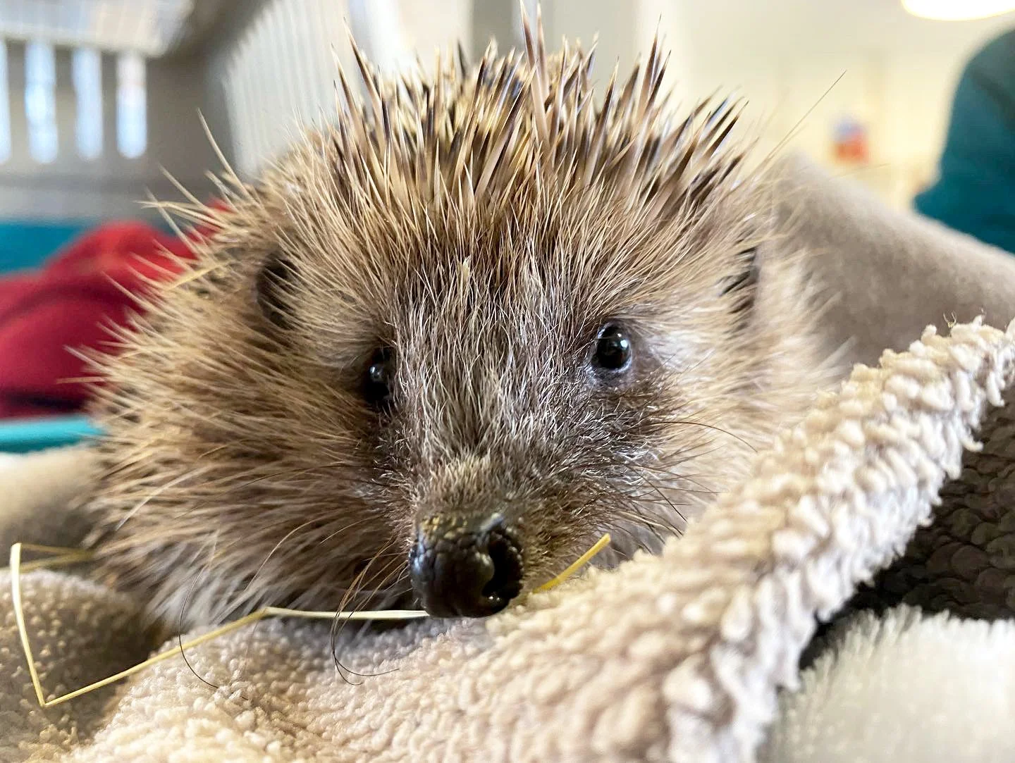 Hedgehog Feeding Guide — SWCC Shepreth Wildlife Conservation Charity