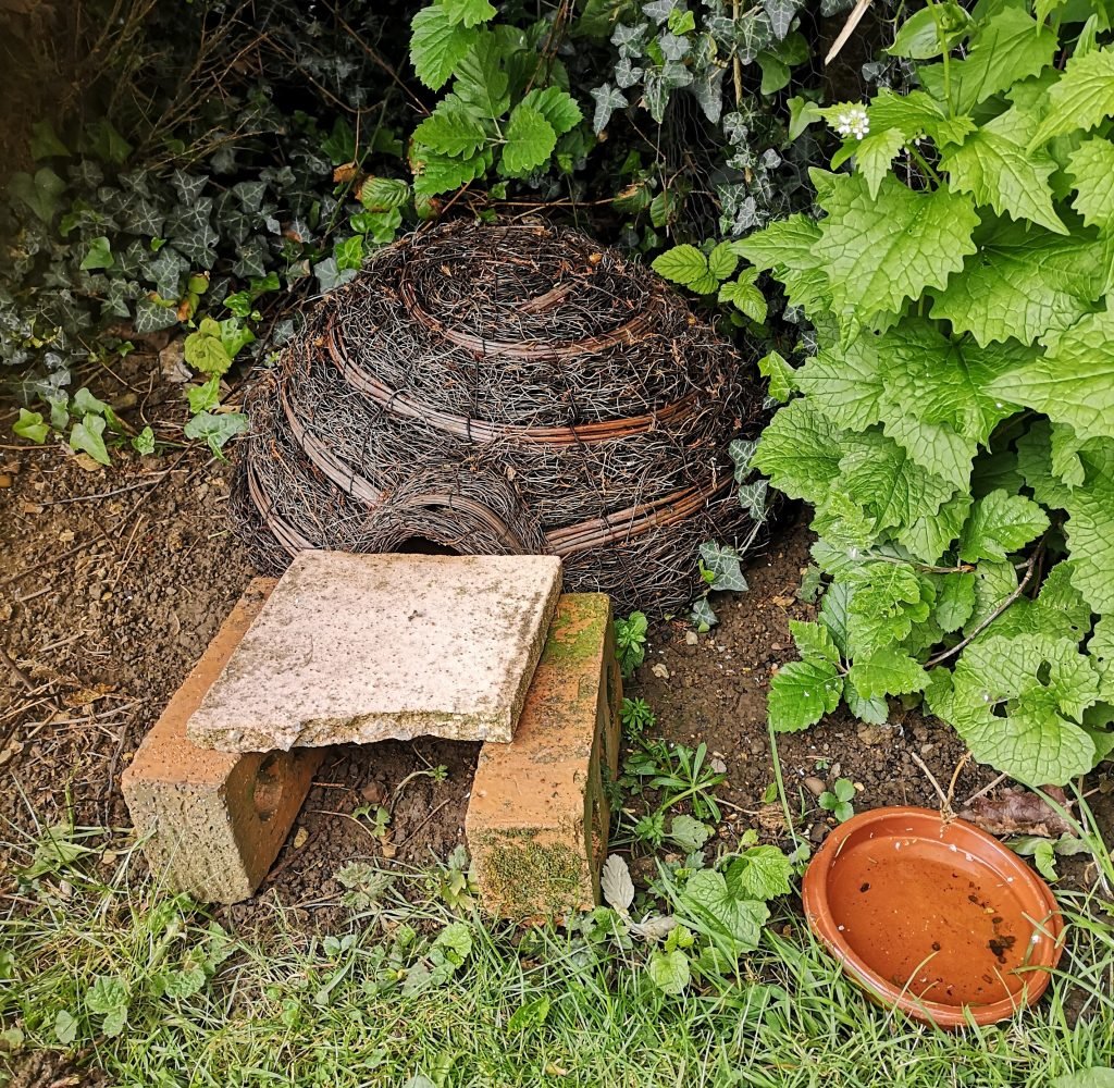 Hedgehog Feeding Guide — SWCC Shepreth Wildlife Conservation Charity