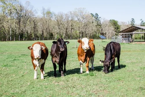 Double B Farm & Ranch