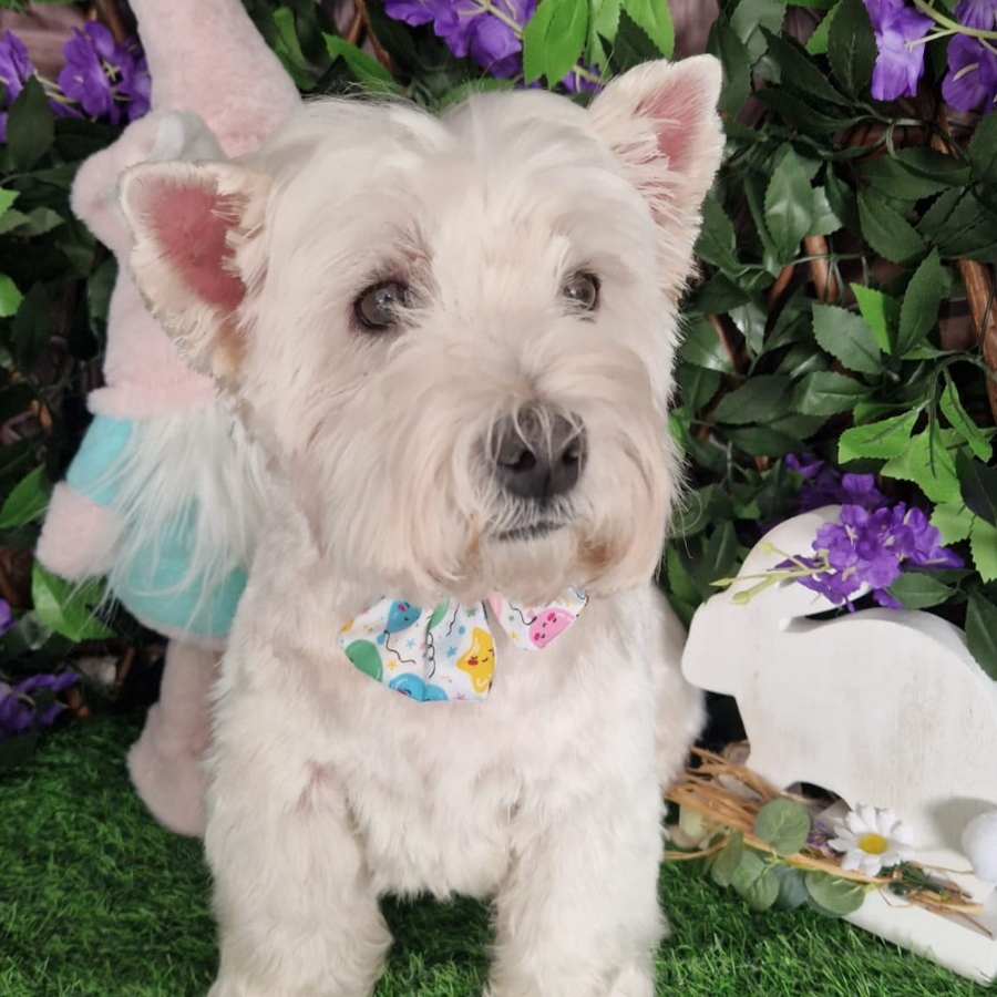 Book Now | Book Pet Services Online — Hillside Kennels