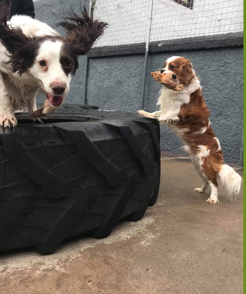 Hillside Kennels