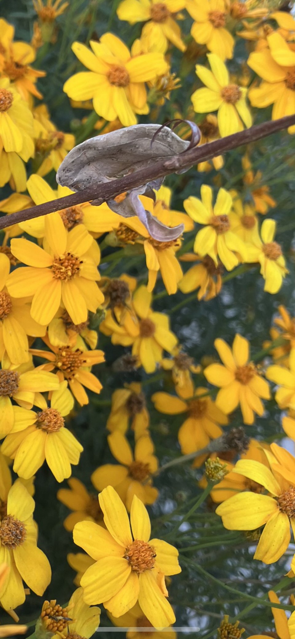 General 4 — Traveling Hive