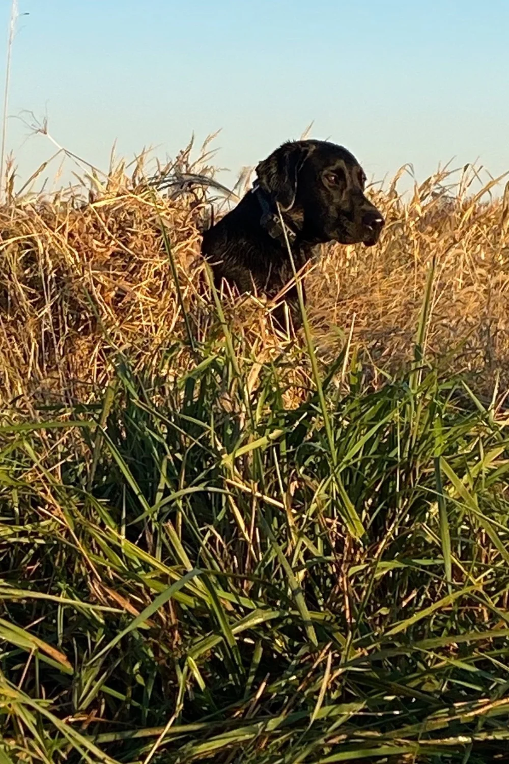 American vs. British vs. English Labradors: What’s the Difference ...