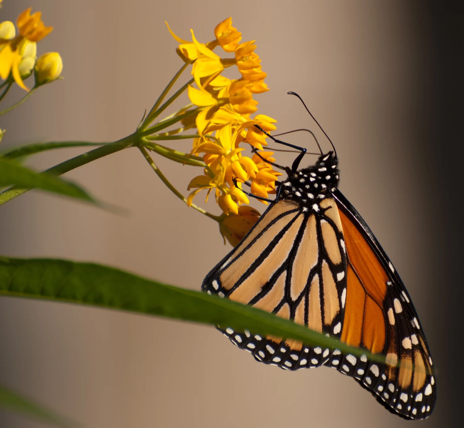 RESOURCES — Pollinate HV