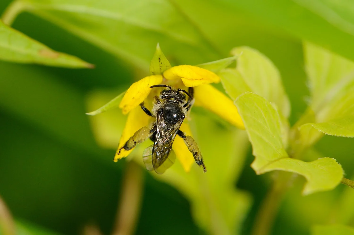 Our Target Pollinators — Pollinate HV