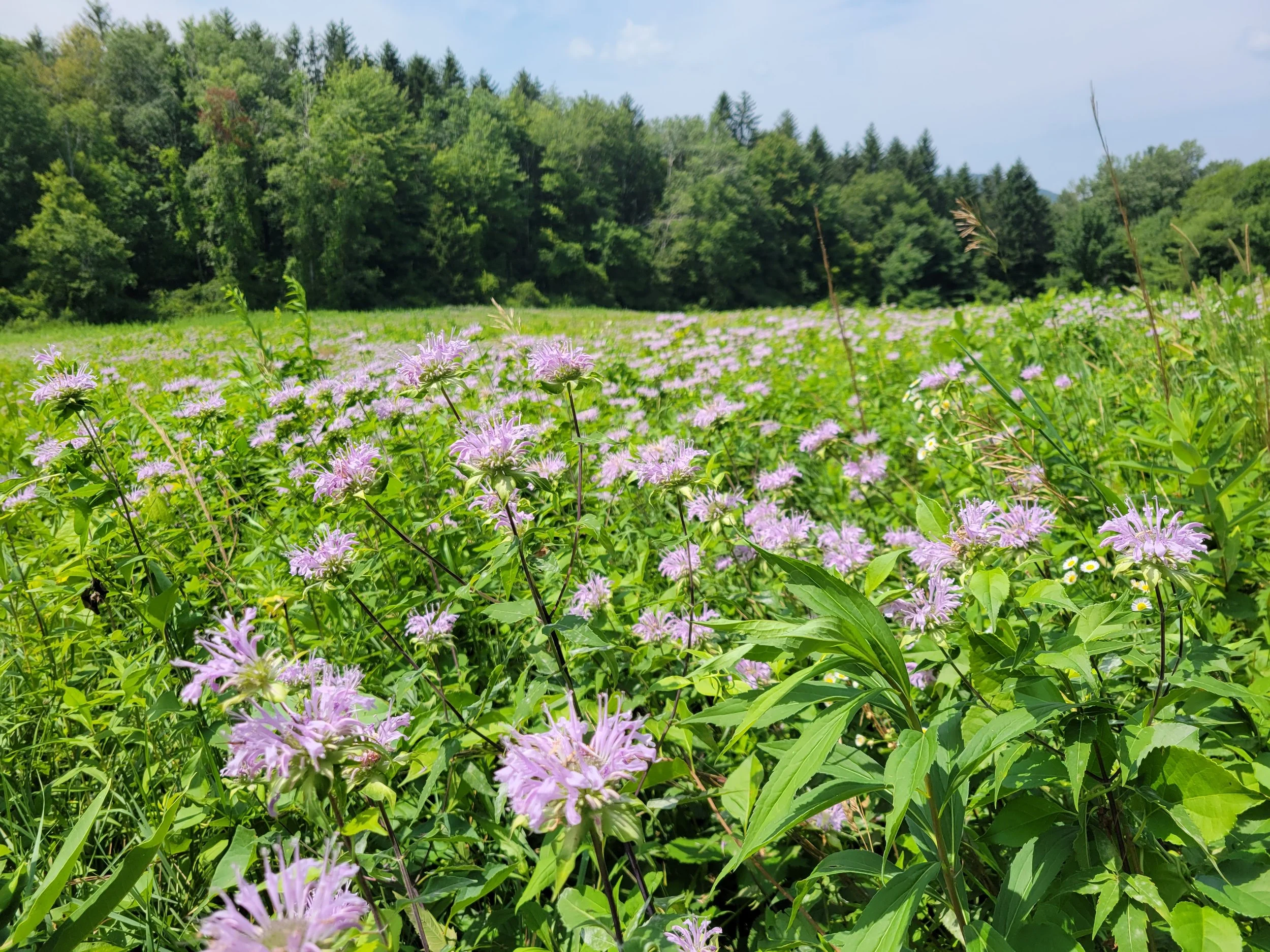 Native Plant List — Pollinate HV