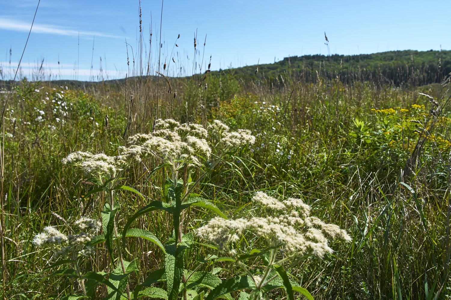 SEED WORK — Pollinate HV