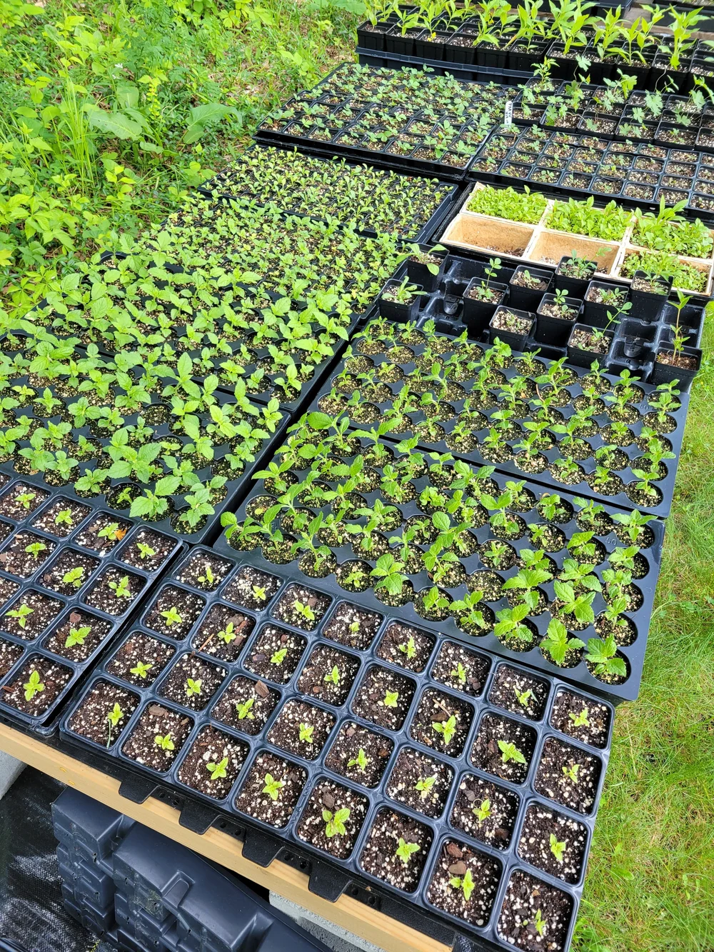 RESOURCES — Pollinate HV