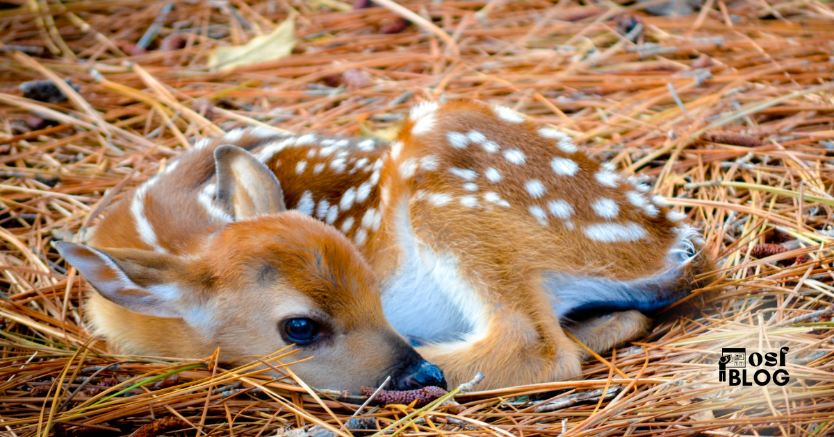 Baby Deer FAQ’s — OCEAN SHORES FUN