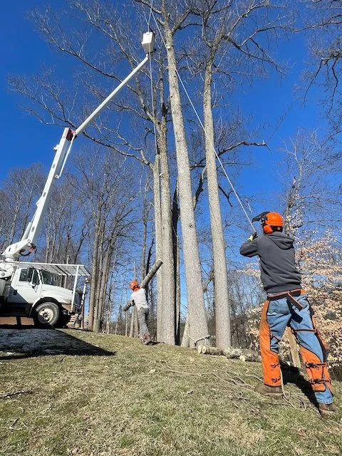 Harris Tree Service