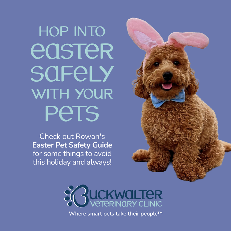 Easter Safety Guide — Buckwalter Veterinary Clinic