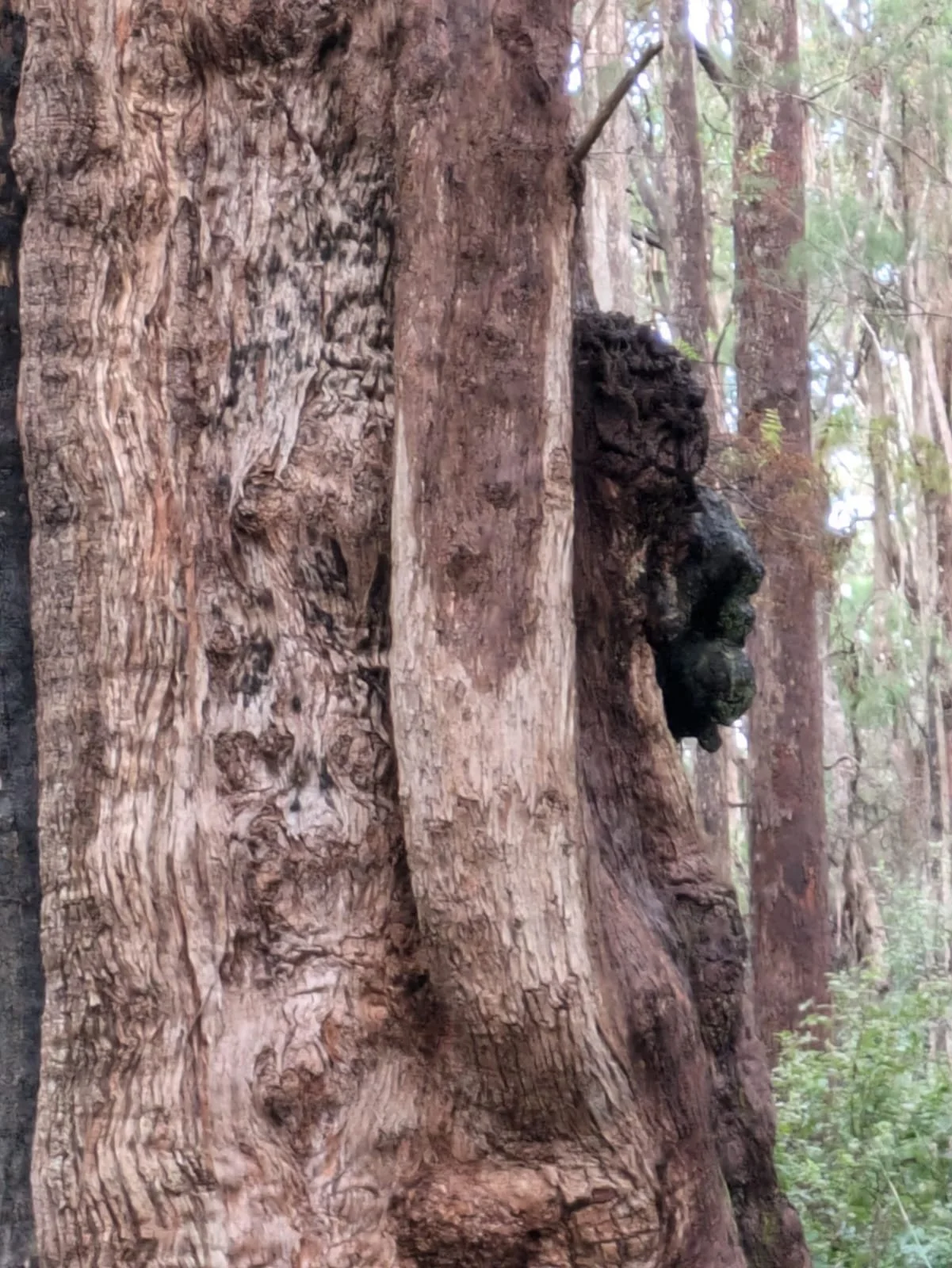 I felt the tree as Mother Nature — Helen Cushing
