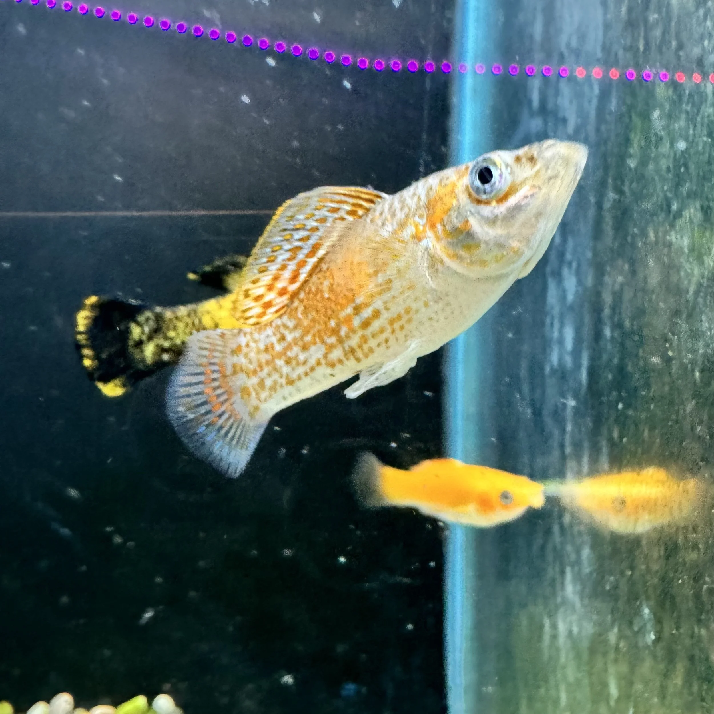 Fish & Plants — Paradise Fish and Pets