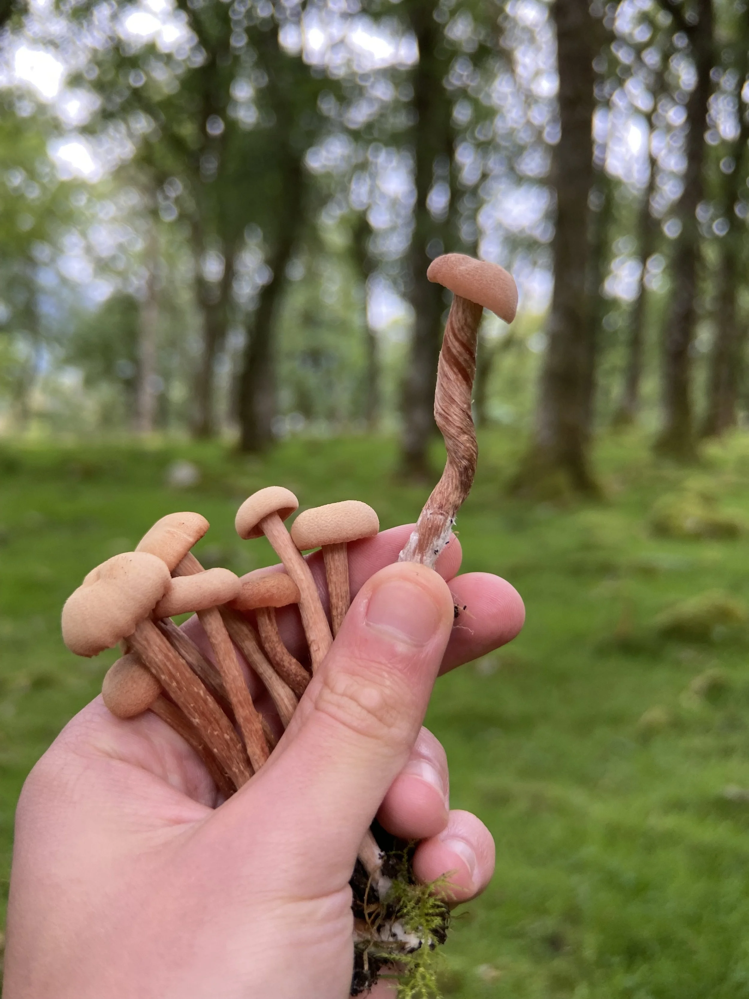 Mycorrhizal fungi — Rhizocore Technologies Ltd