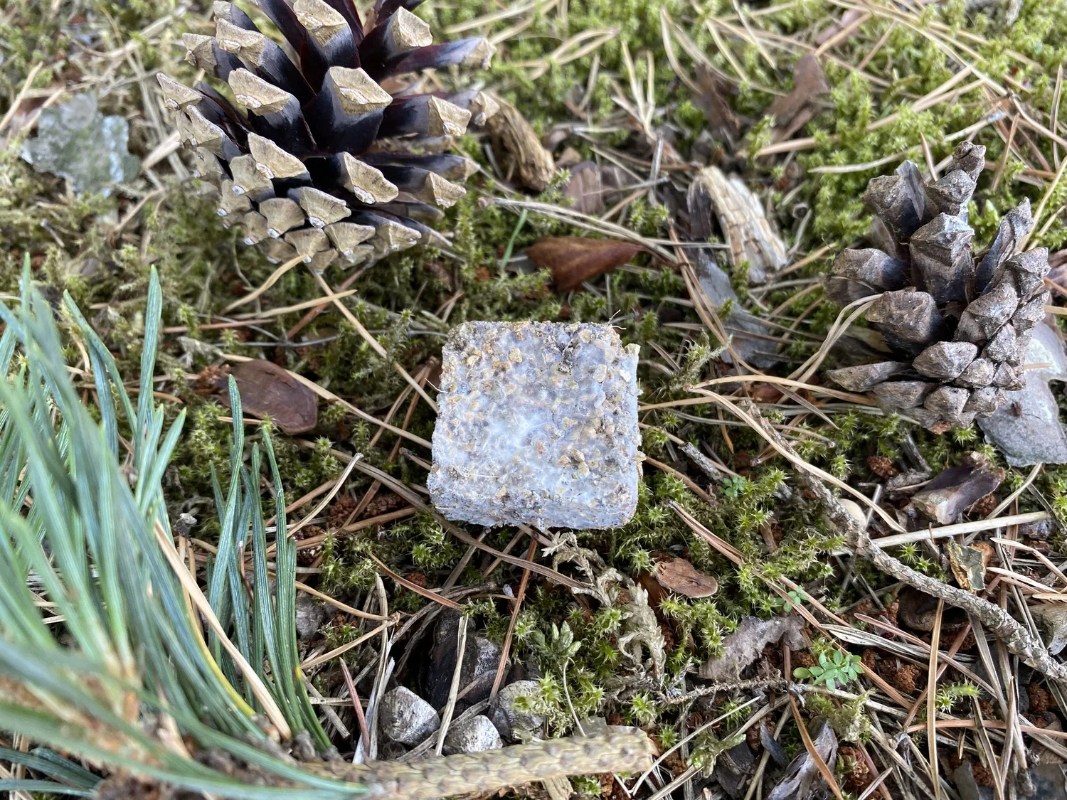 Rhizocore Technologies Ltd