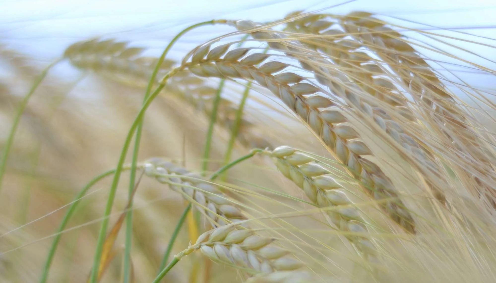 County Agricultural Investment Program (CAIP) — KY FCCD