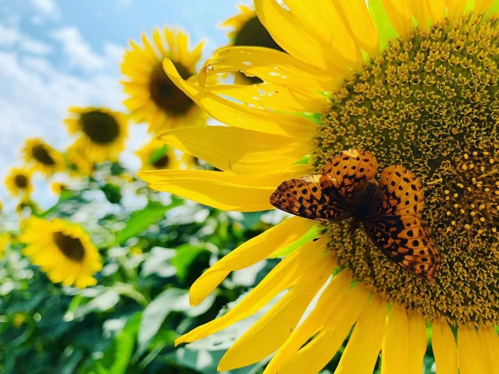 FCCD - Education — KY FCCD