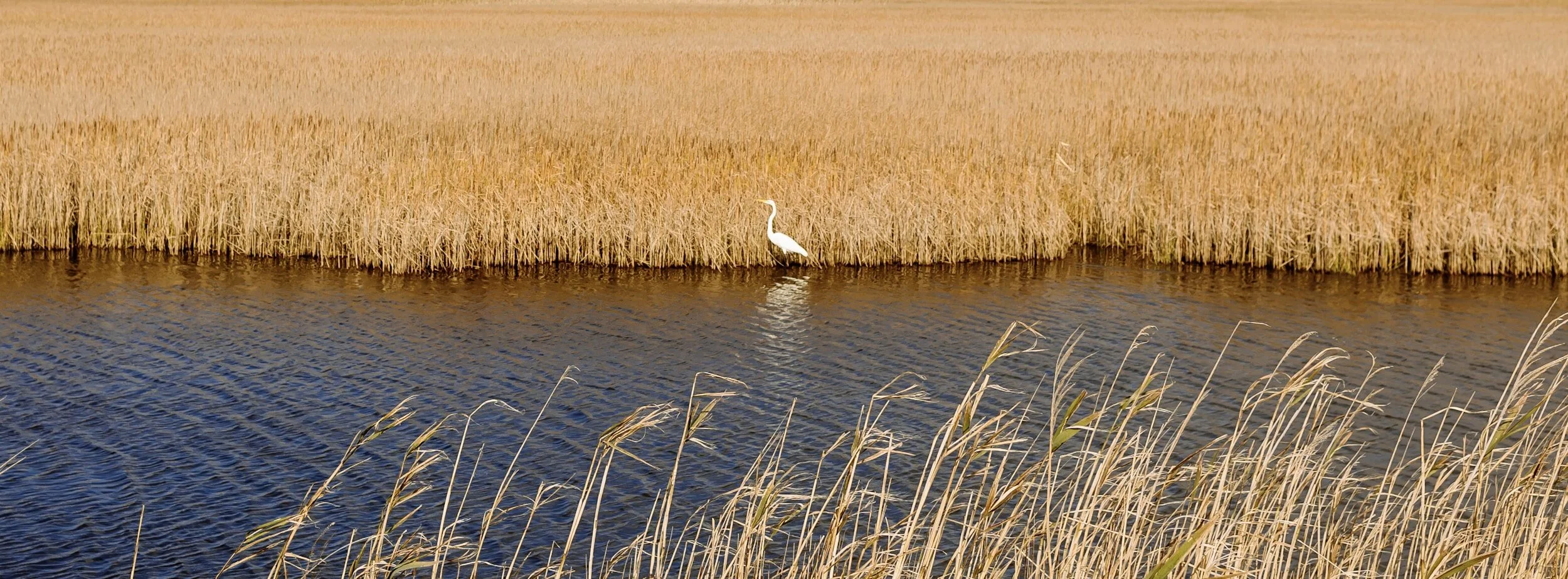 Ed Evard, MSN, PMHNP-BC
