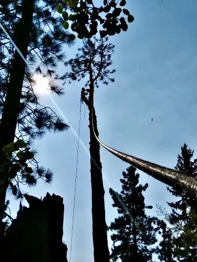 Lifted Roots Tree Service