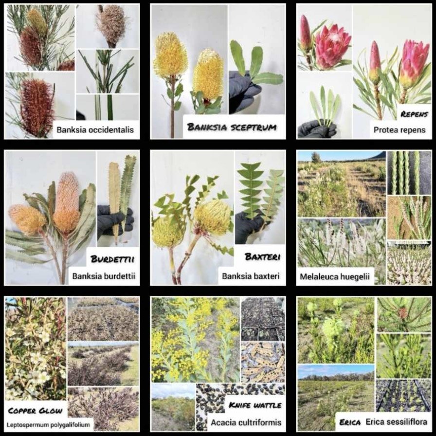 Wildflowers — Eucalypt Roses — Surface Pattern Design