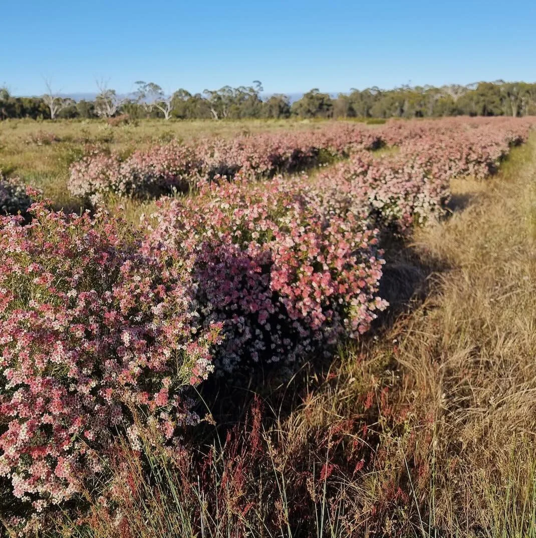 Wildflowers — Eucalypt Roses — Surface Pattern Design
