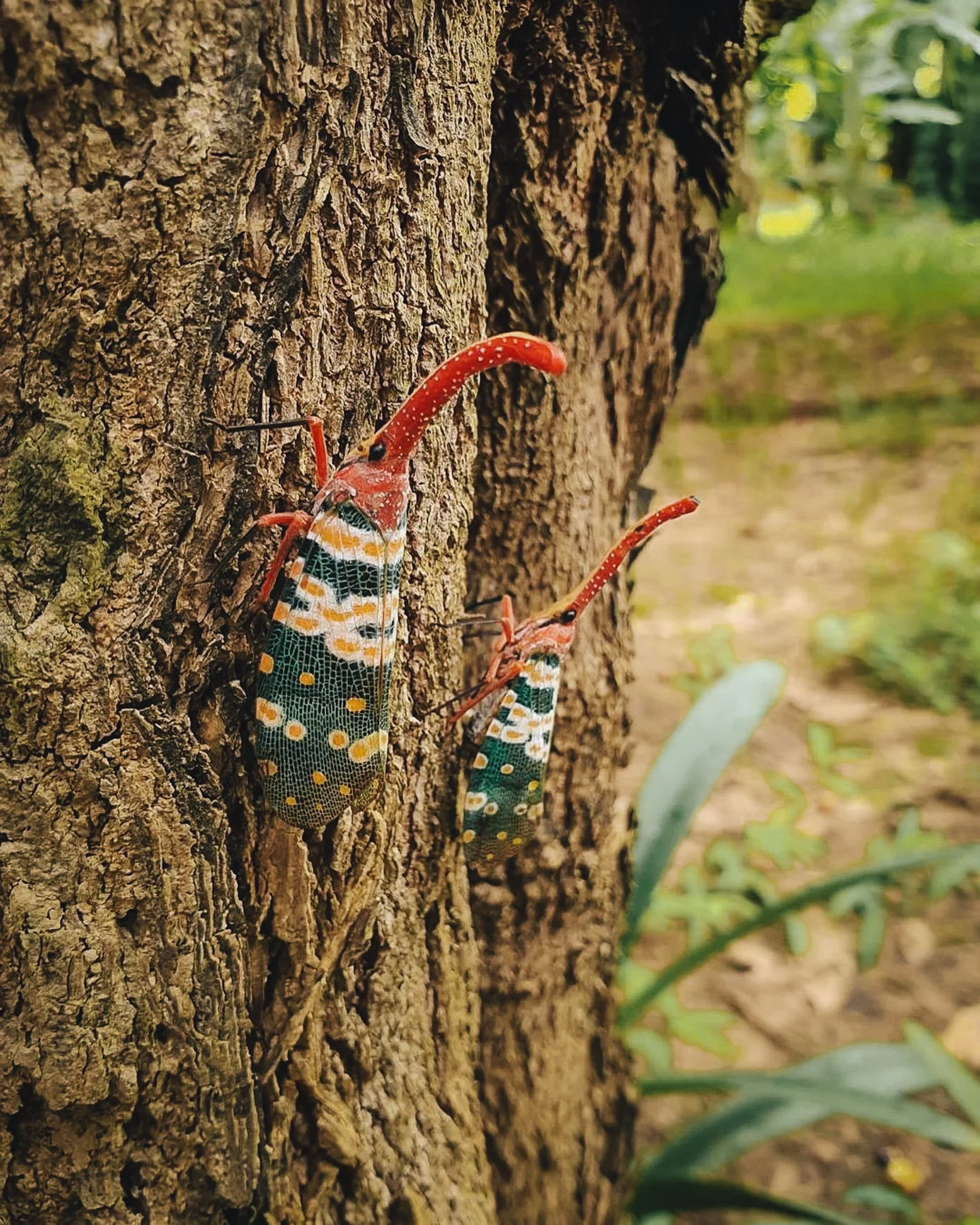 Lisu Lodge — Asian Oasis