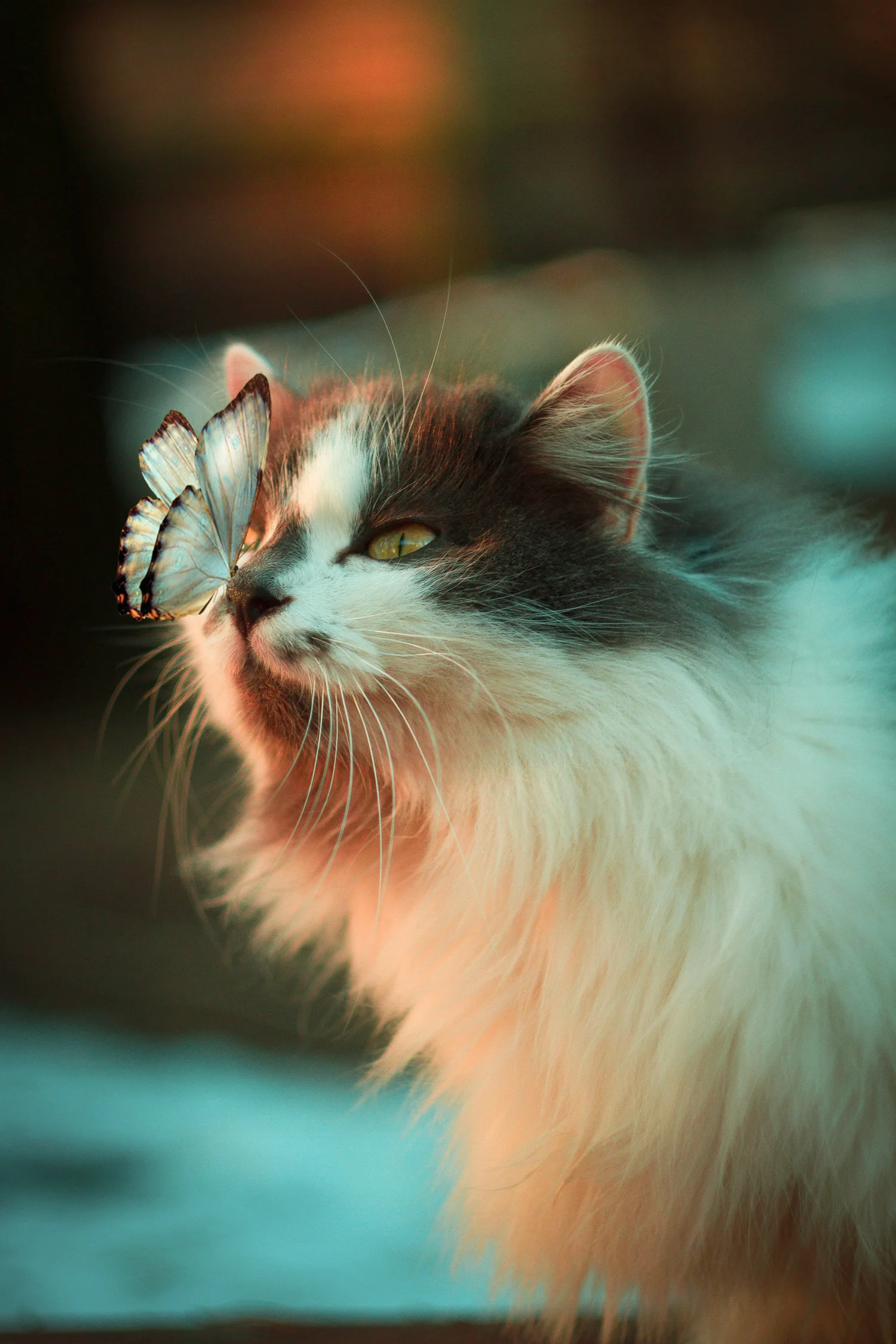 Colinton Cattery - Your Cat's Second Home