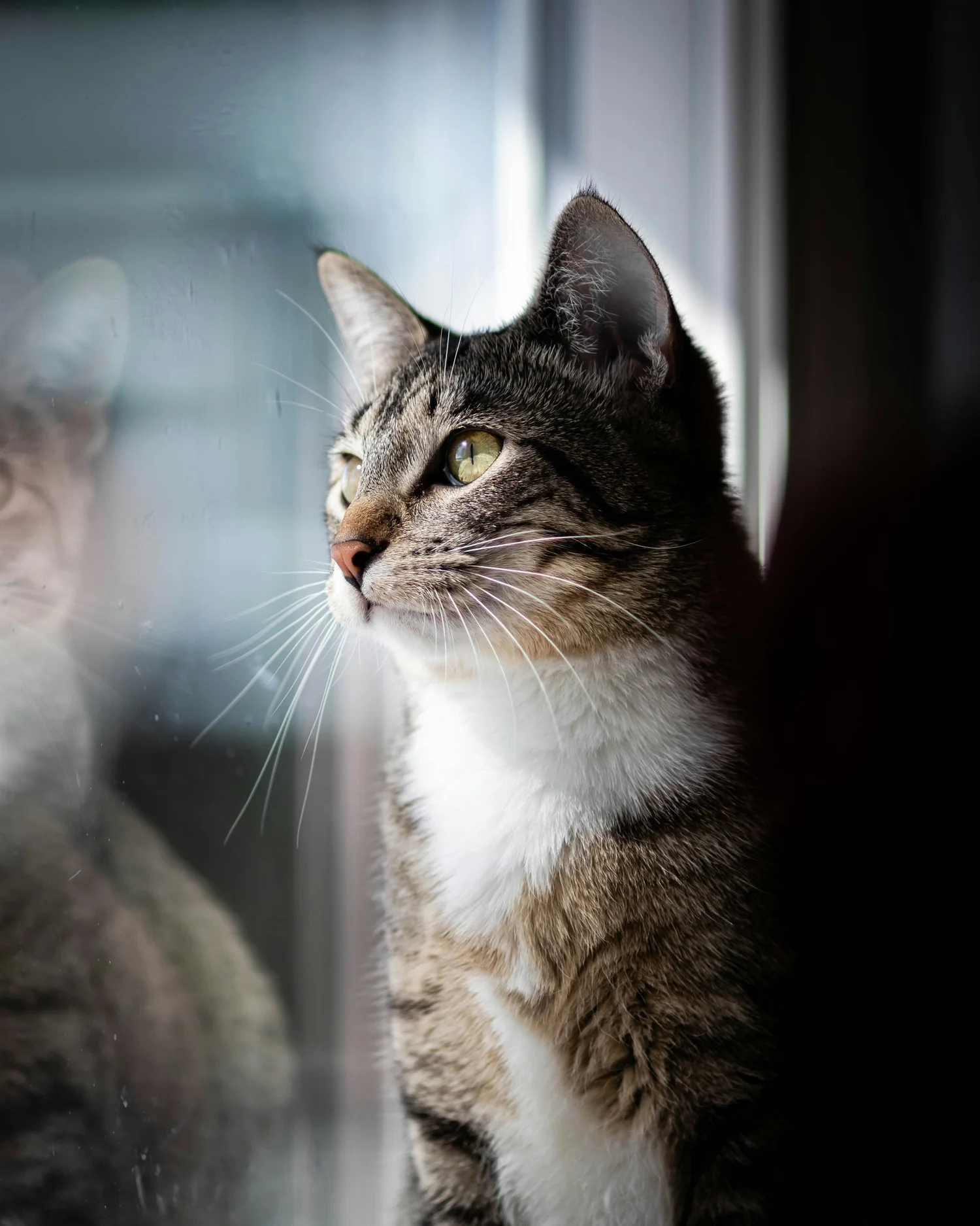 Colinton Cattery - Your Cat's Second Home