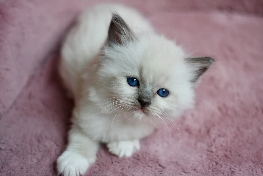 TICA Registration and Why It Is Important for Buyers of Purebred ...