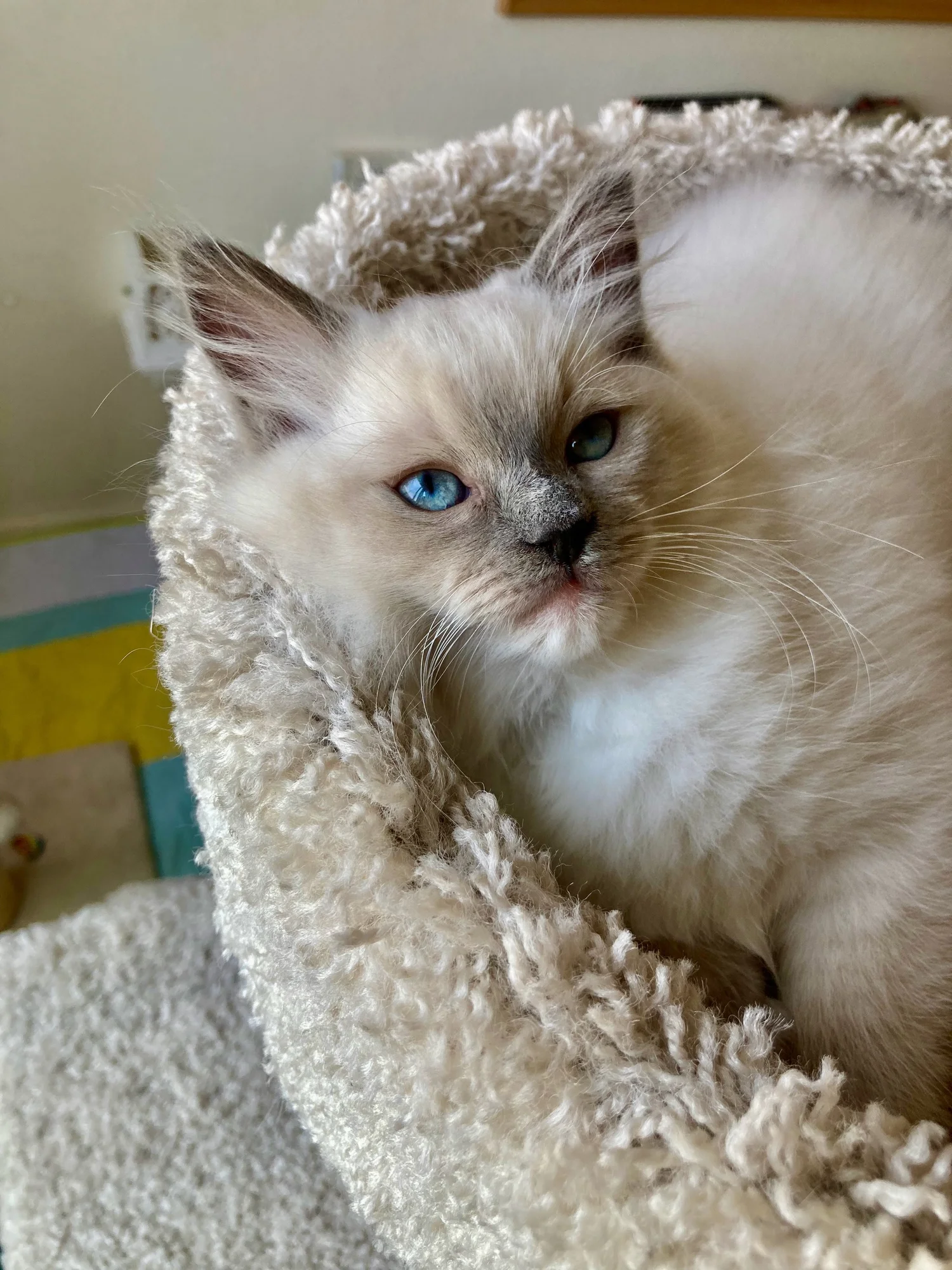 Danu Ragdolls Ragdoll Cats and Kittens for Sale in Southern California ...