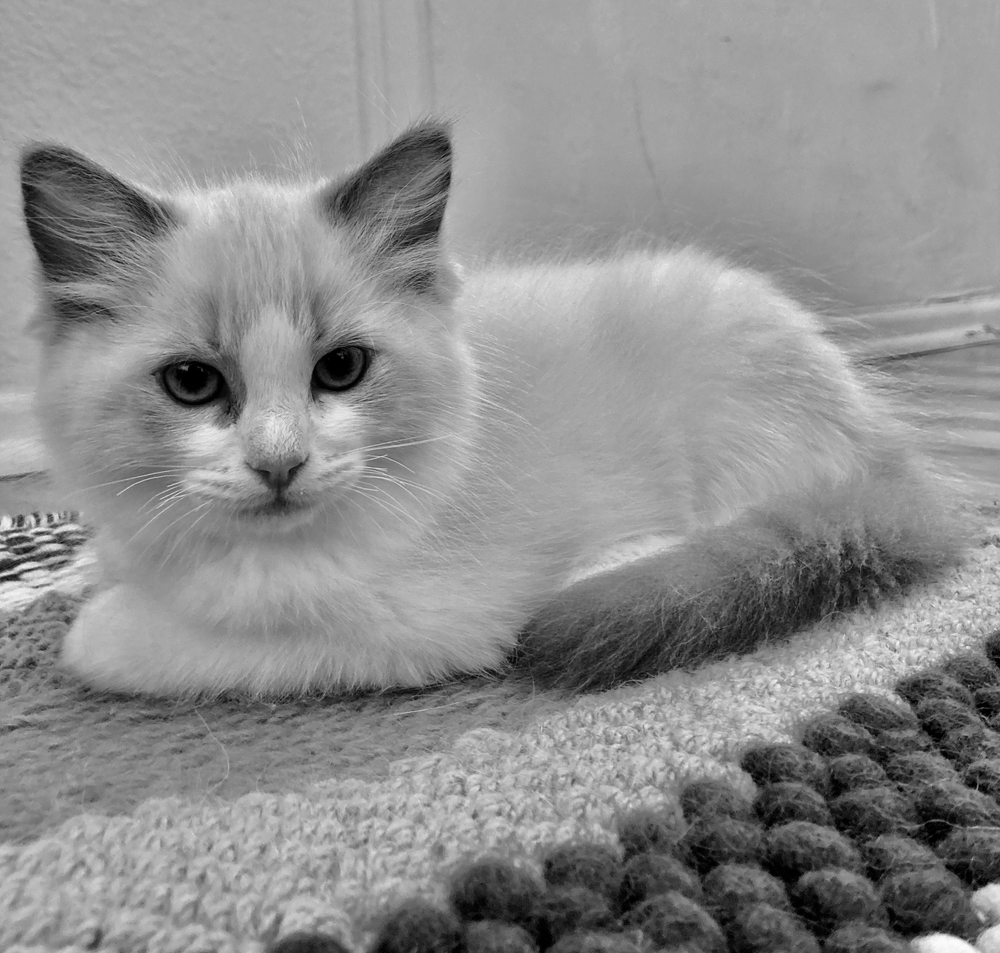 Danu Ragdolls Ragdoll Cats and Kittens for Sale in Southern California ...