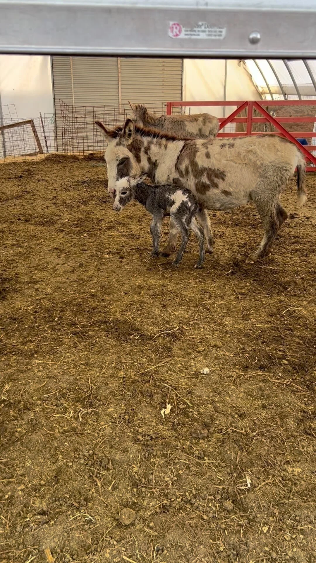 Hidden Springs Creamery | Premium Sheep Milk Products | Cheese & Soap ...