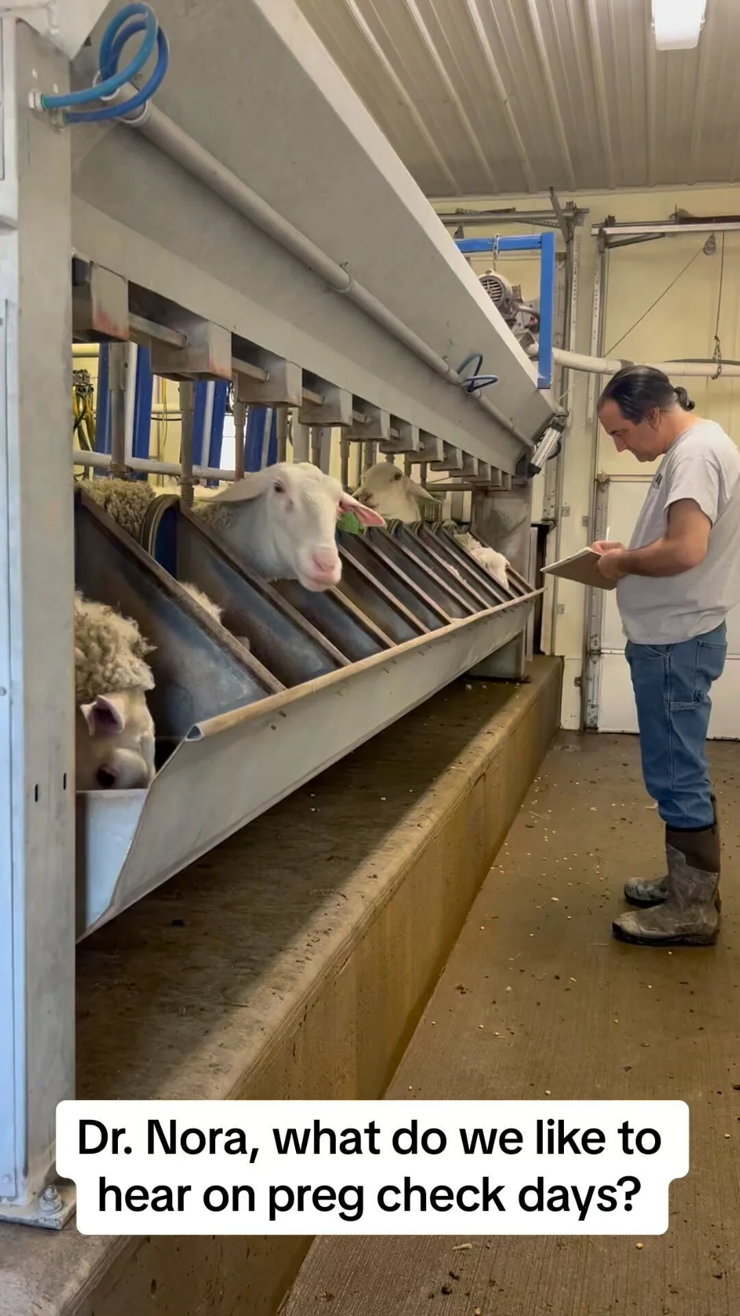 Hidden Springs Creamery | Premium Sheep Milk Products | Cheese & Soap ...