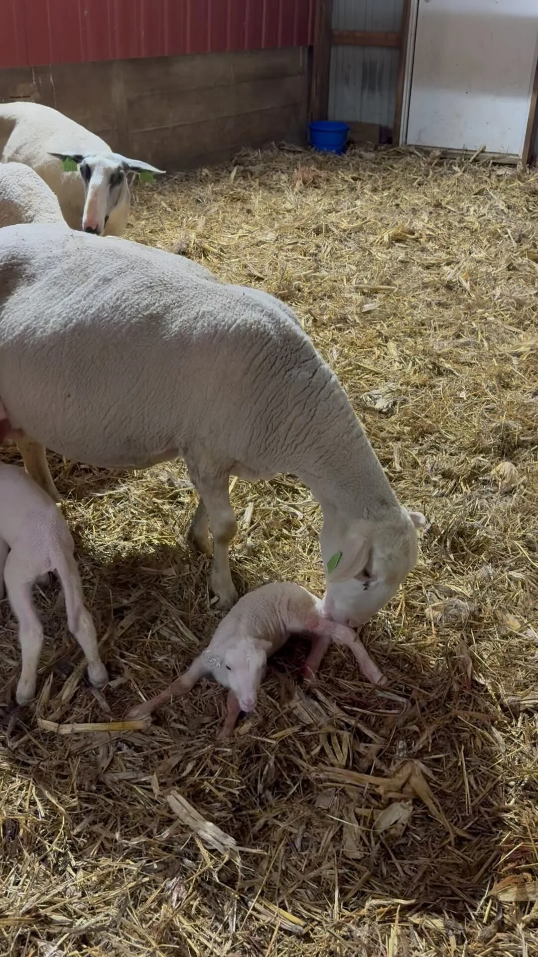 Hidden Springs Creamery | Premium Sheep Milk Products | Cheese & Soap ...