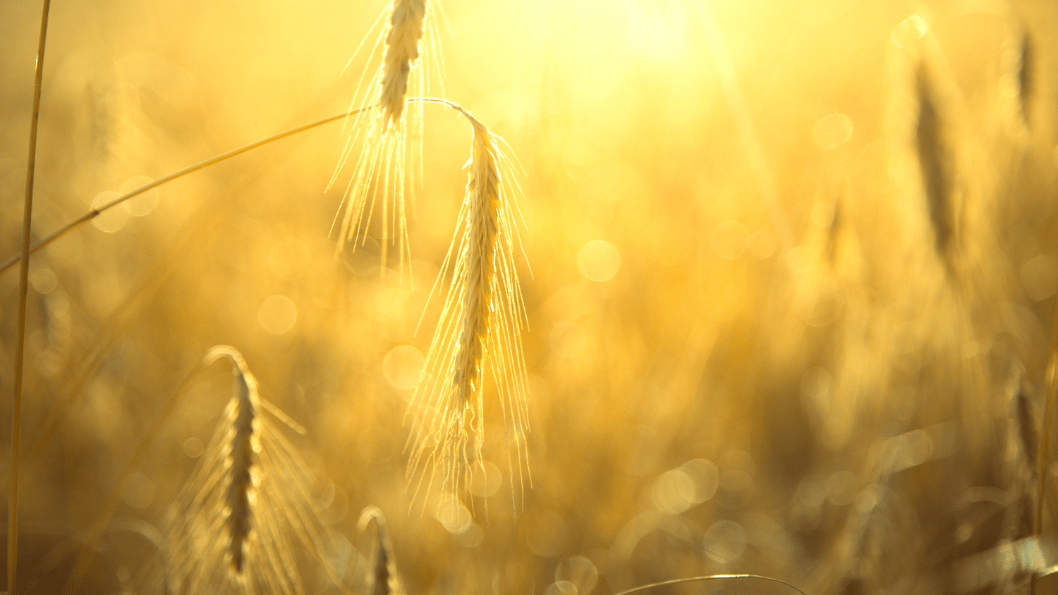 The Rye Resurgence Project | Change from the Ground Up