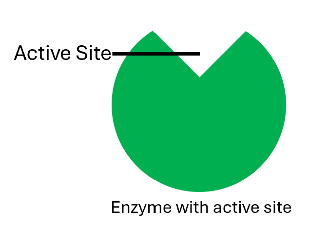 AQA A Level Amino Acids, Proteins, and DNA Notes — Revise Chemistry