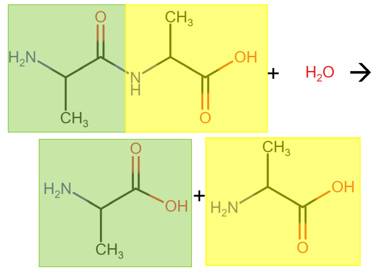 AQA A Level Amino Acids, Proteins, and DNA Notes — Revise Chemistry