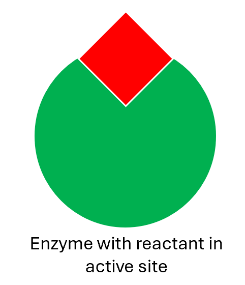 AQA A Level Amino Acids, Proteins, and DNA Notes — Revise Chemistry
