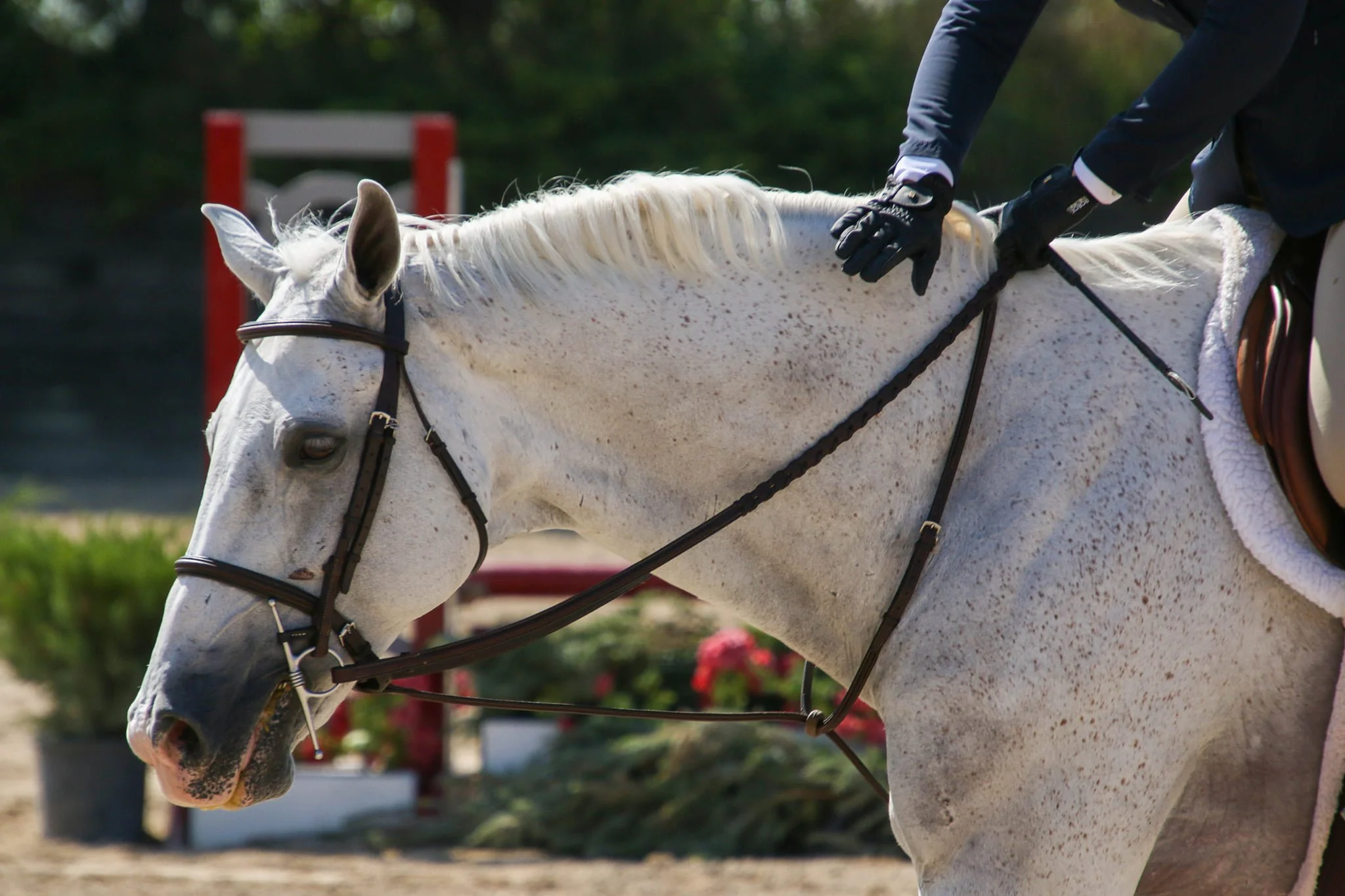 Available Horses — Serendipity Stables