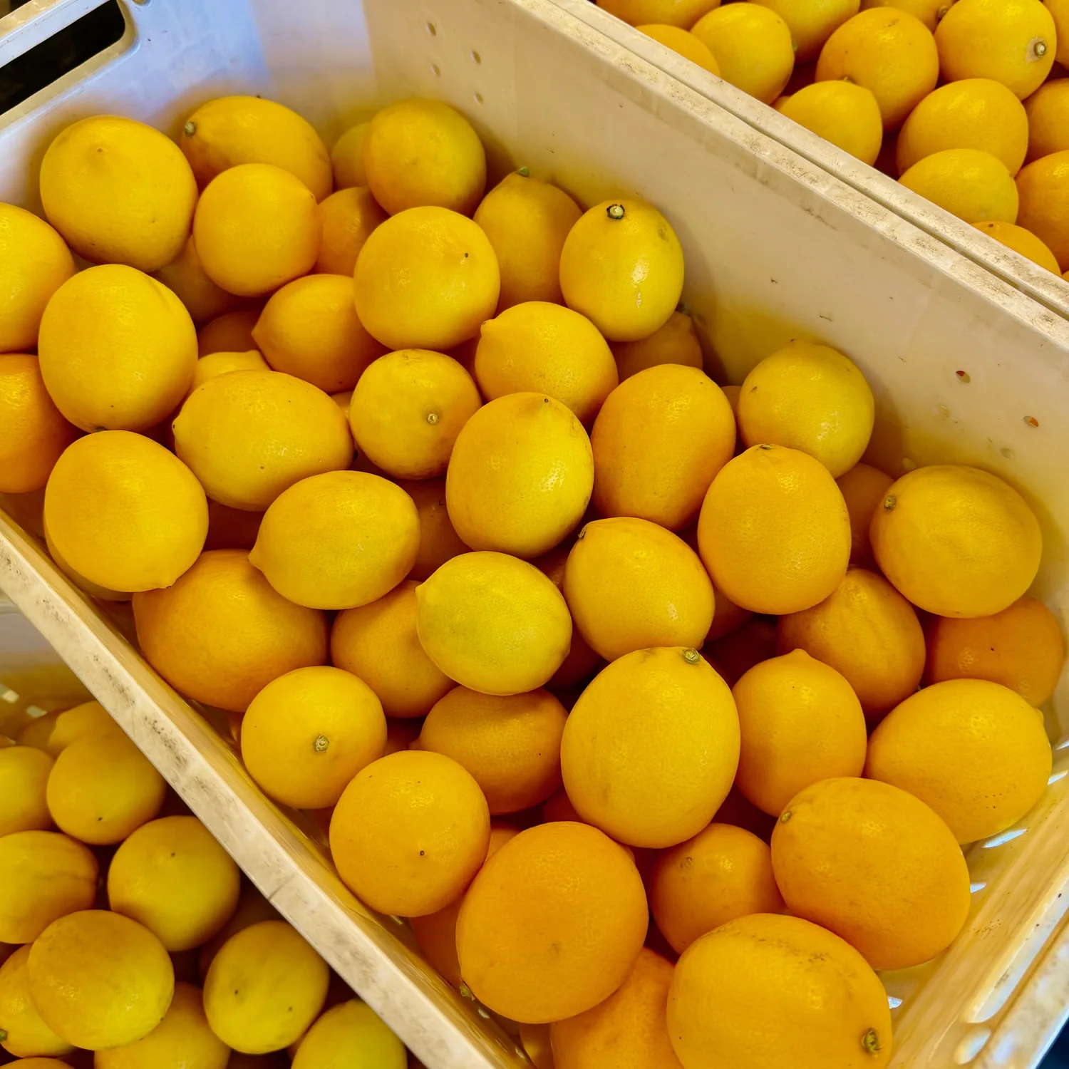 Meyer Lemon Season: Capturing Peak Flavor at The Baker and the ...