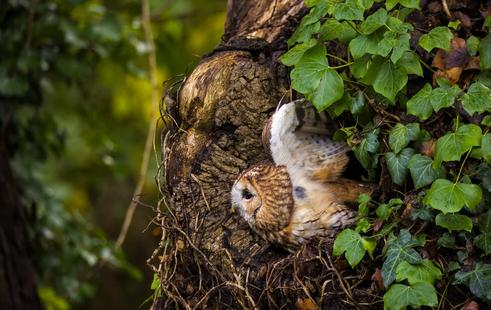 Sightings — Owl Conservation Project