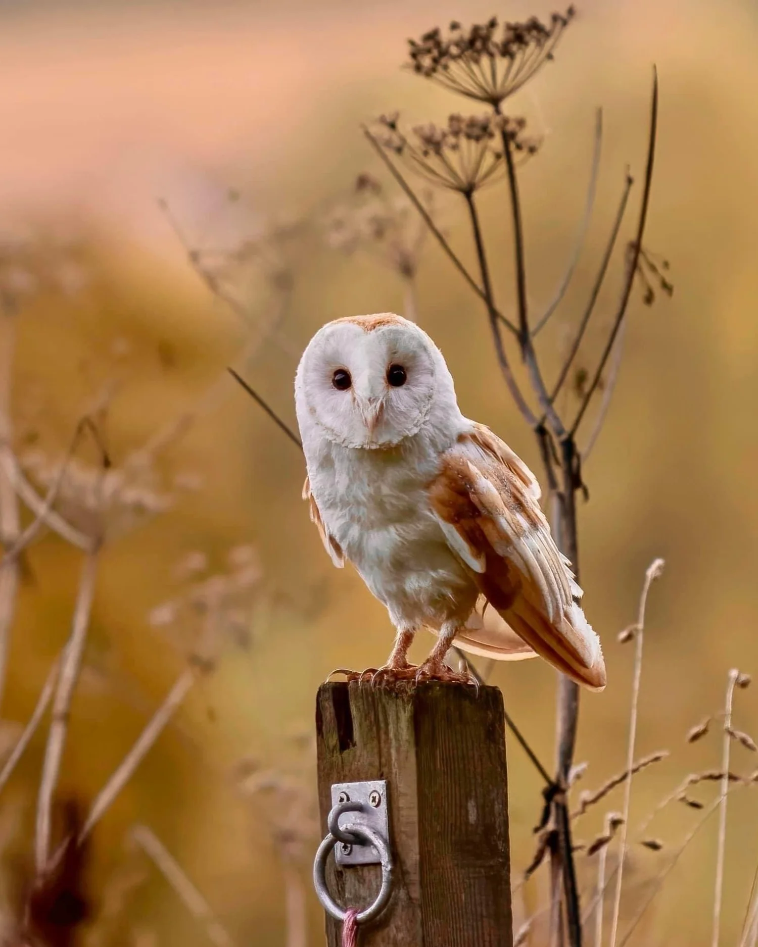 British Owls — Owl Conservation Project