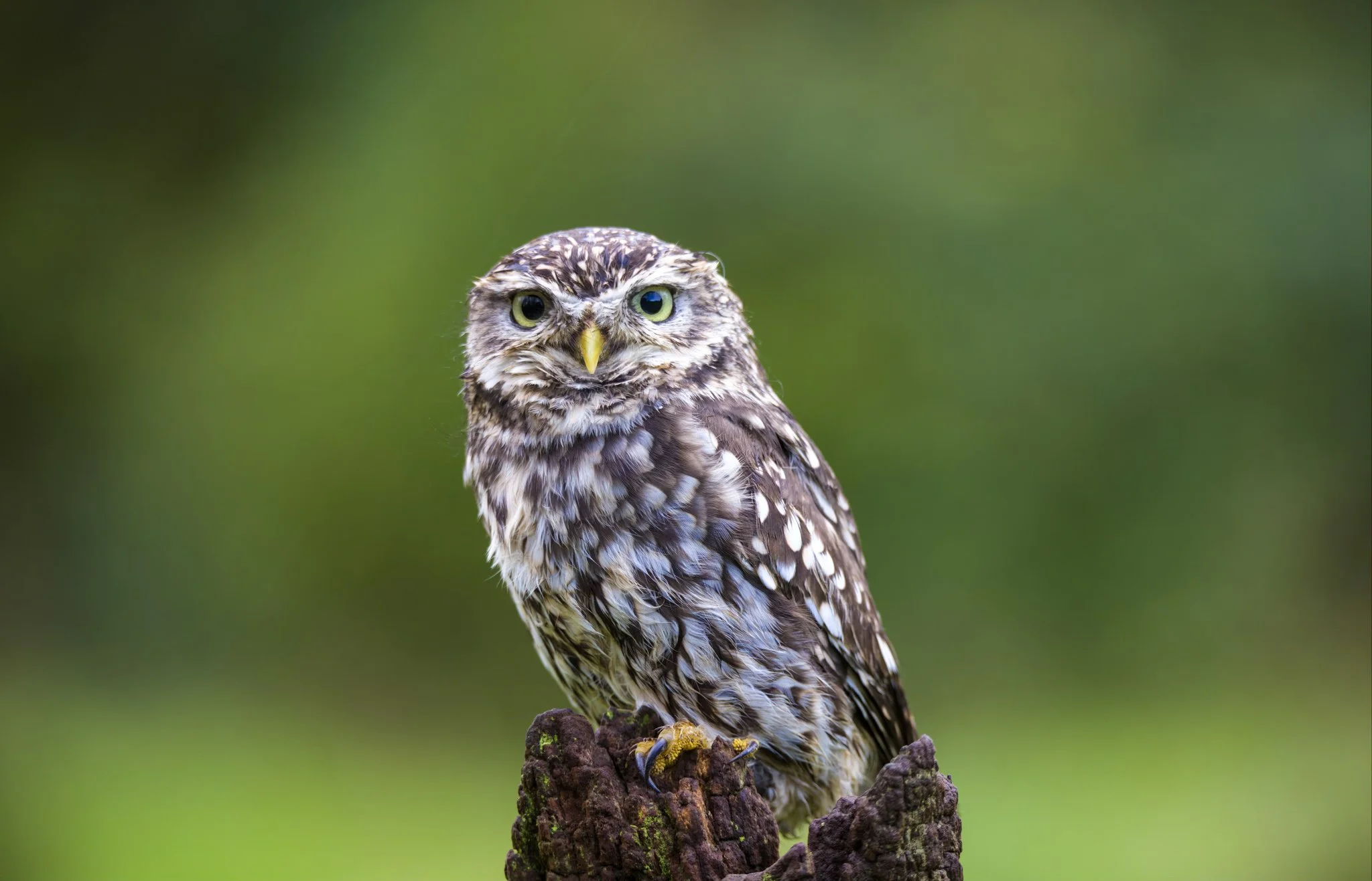 Owl Conservation Project